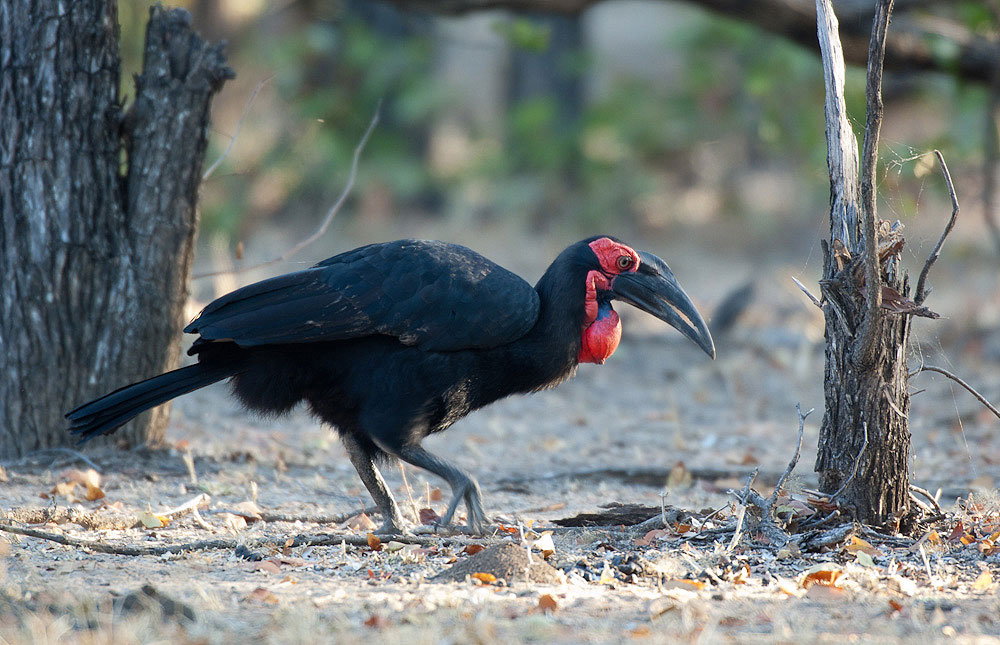Birding Kenya – Birds of Kenya