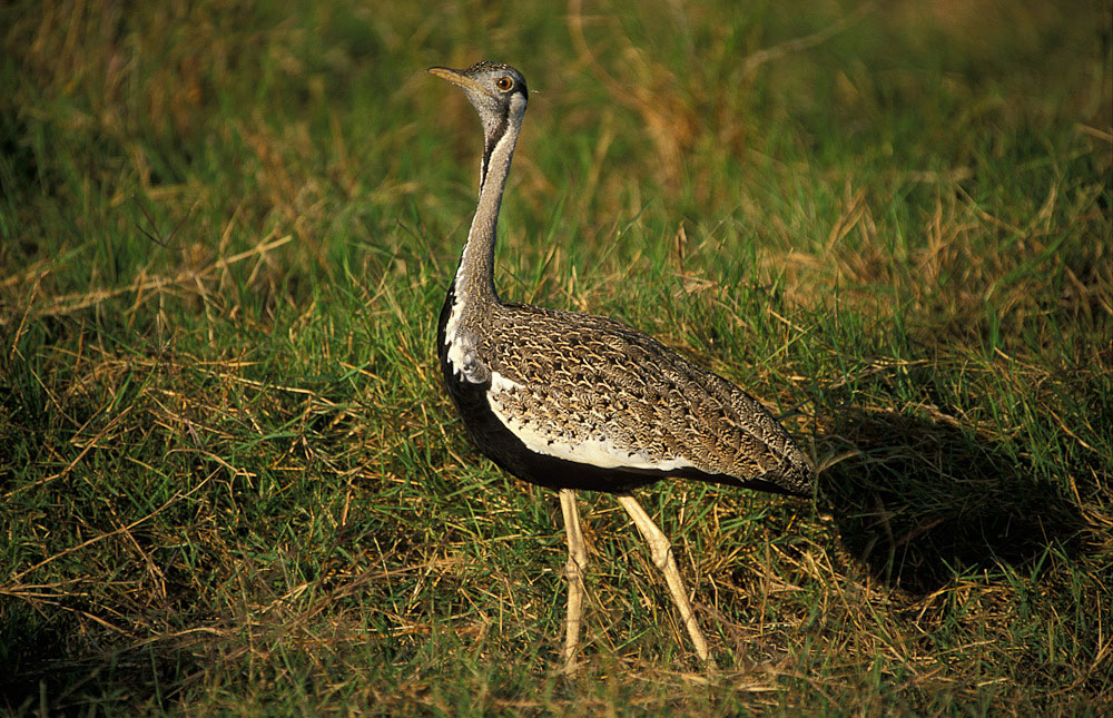 Birding Kenya – Birds of Kenya