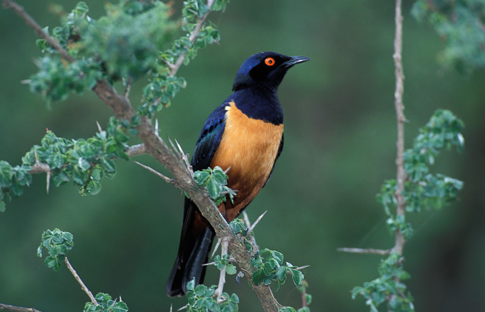 Birding Ol Pejeta Conservancy – Birds of Ol Pejeta Conservancy
