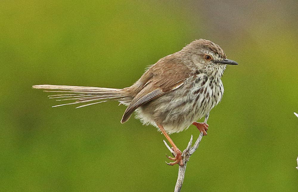 Birding Karoo – Birds of Karoo National Park