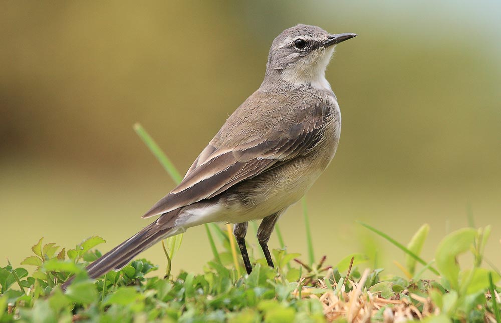 Birding Karoo – Birds of Karoo National Park
