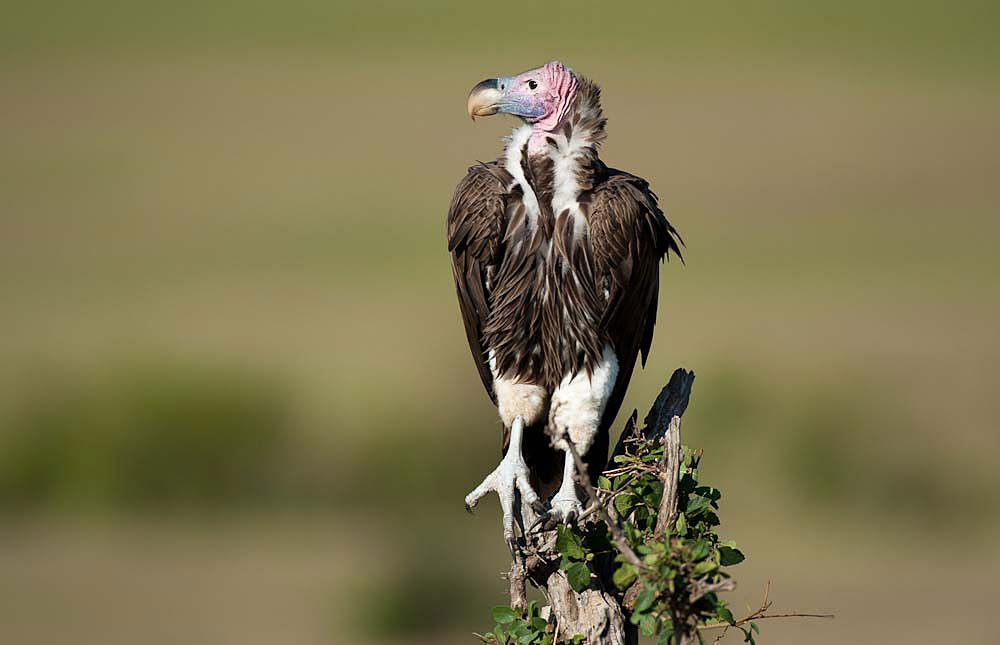 Birding Namib-Naukluft – Birds of Namib-Naukluft National Park