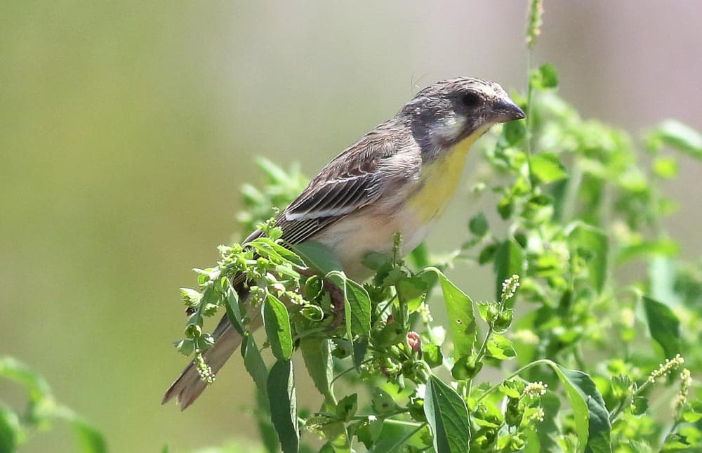 Birding Zinave – Birds of Zinave National Park