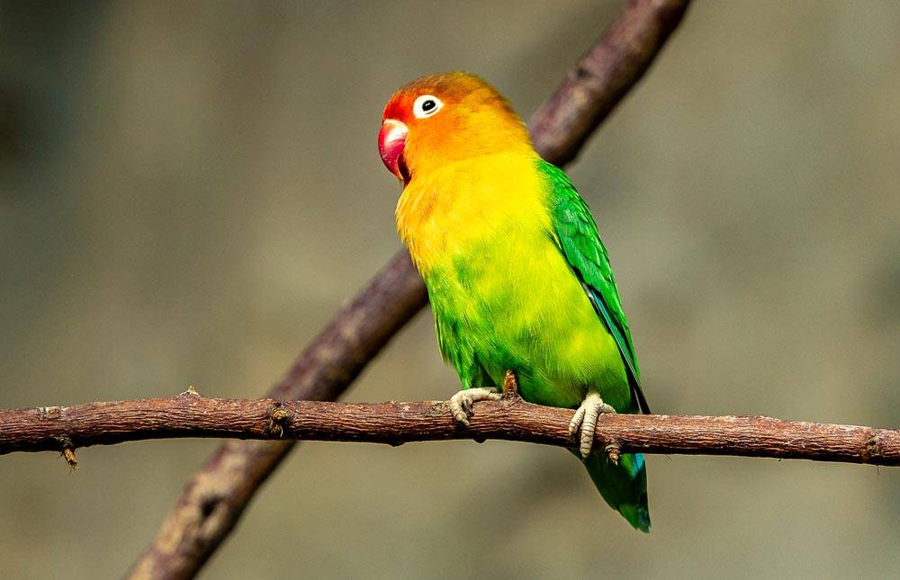 Birding Zambia – Birds of Zambia