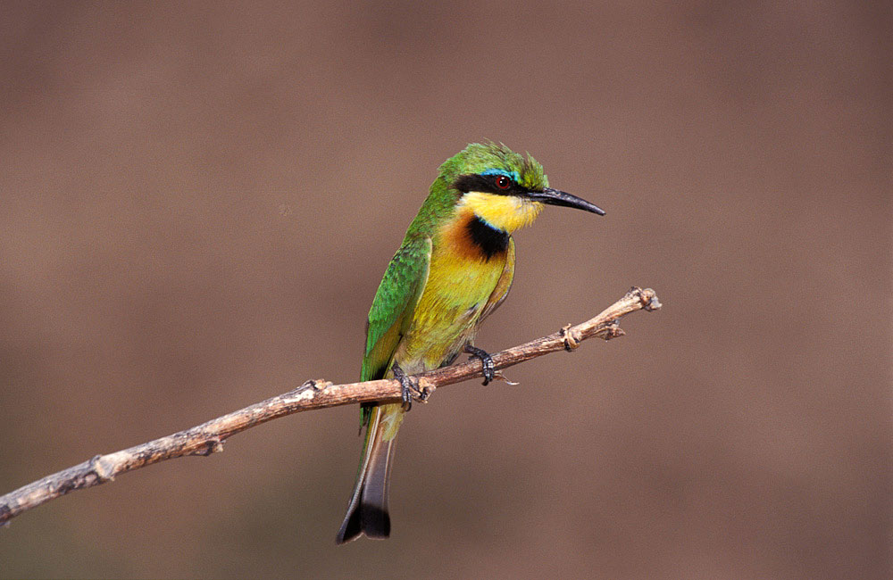 Birding Lake Manyara – Birds of Lake Manyara National Park