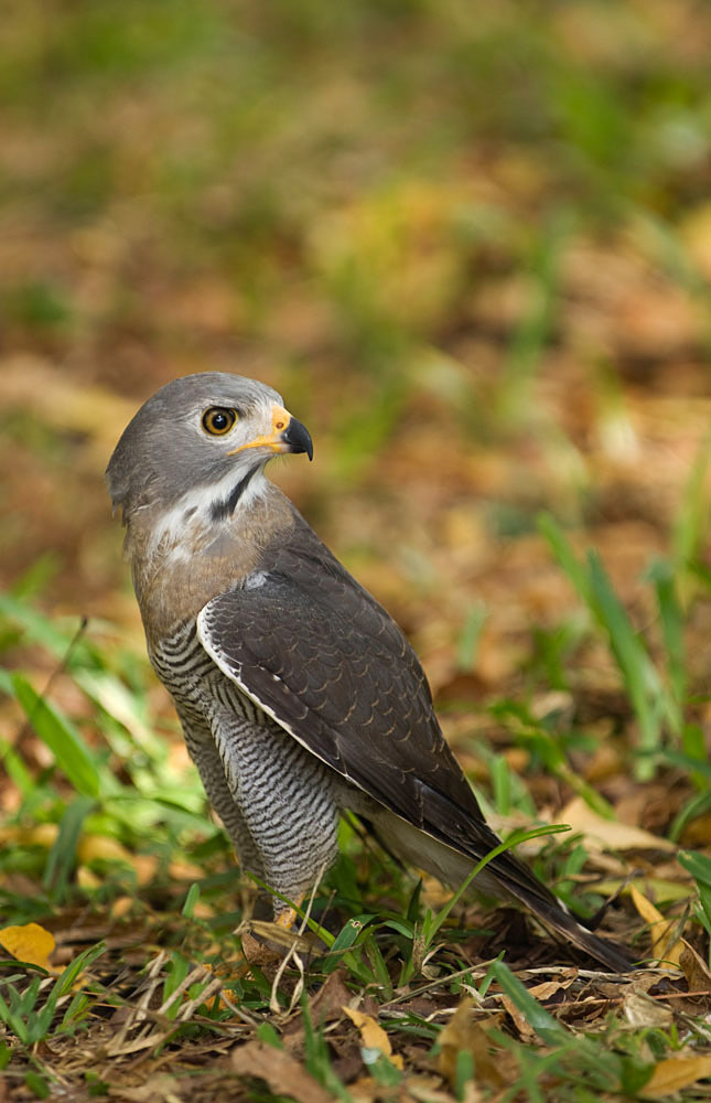 Birding Arabuko Sokoke – Birds of Arabuko Sokoke Forest Reserve