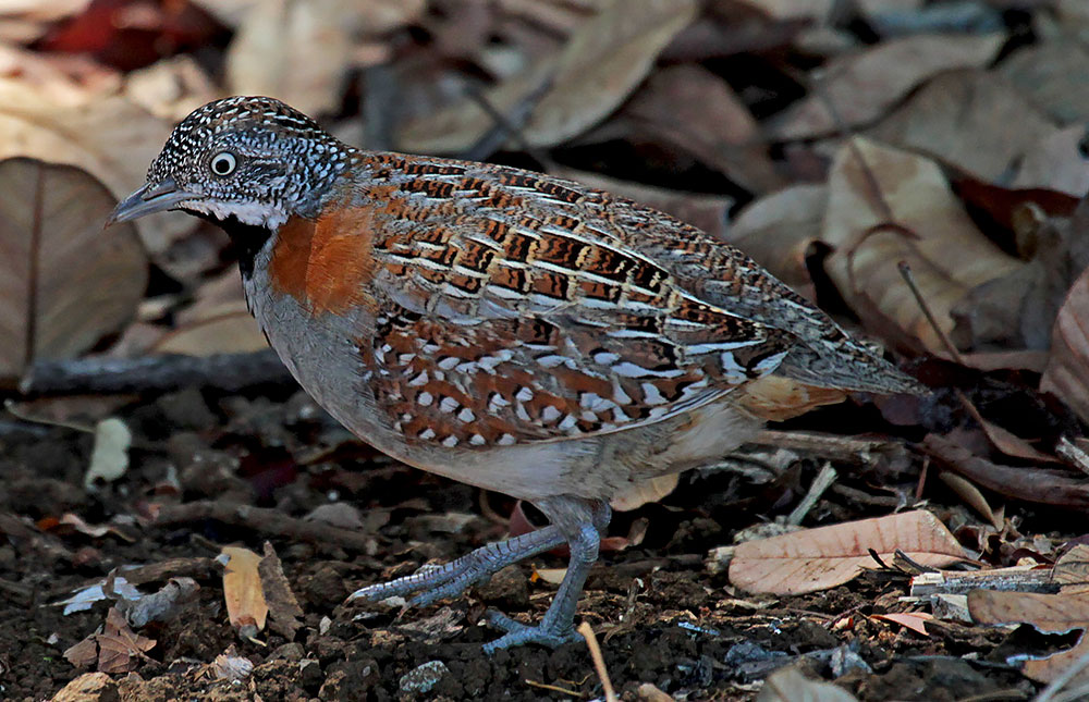 Birding Bemaraha – Birds of Bemaraha National Park
