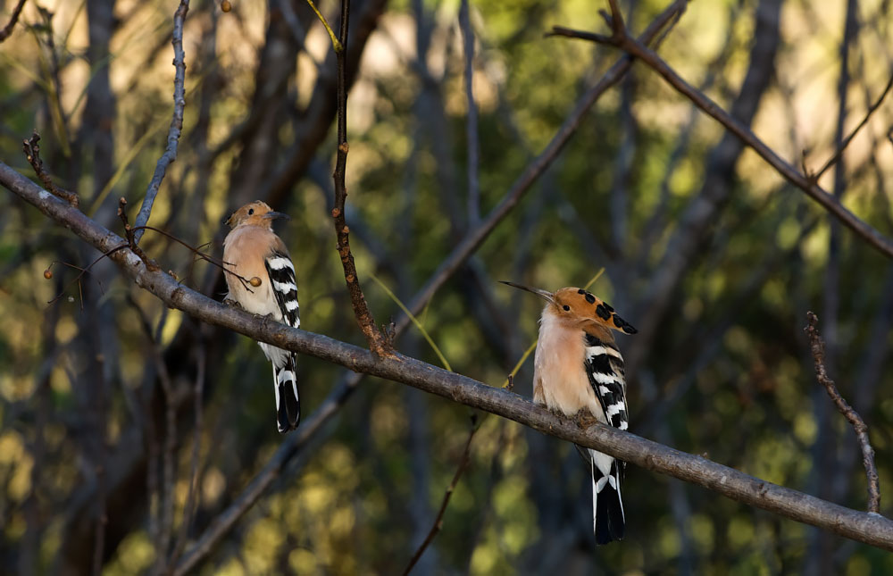 Birding Madagascar – Birds of Madagascar