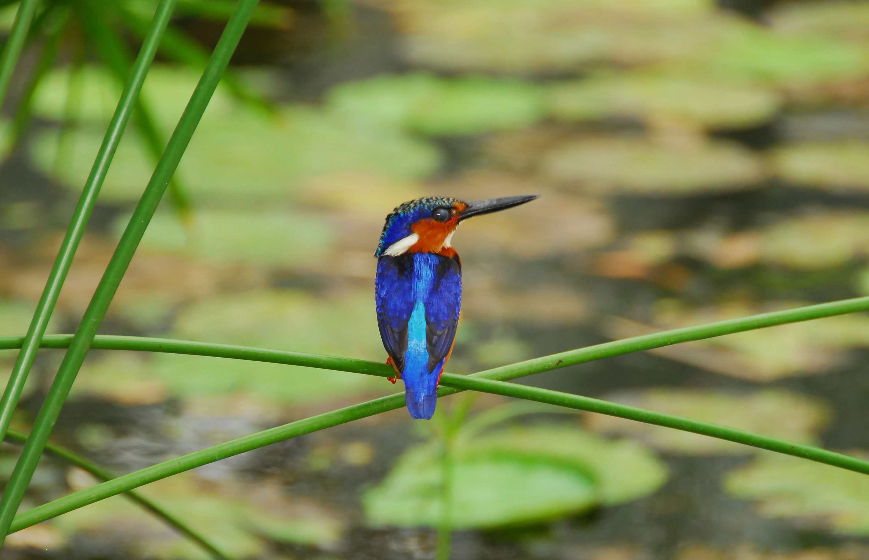 Birding Nosy Mangabe – Birds of Nosy Mangabe Special Reserve