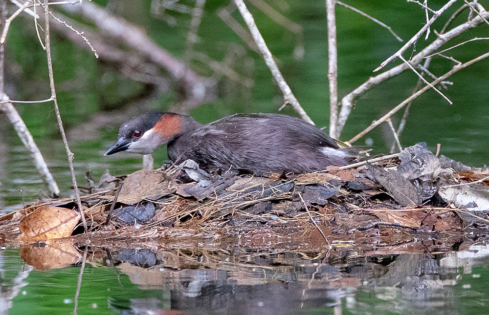 Birding Andasibe-Mantadia – Birds of Andasibe-Mantadia National Park