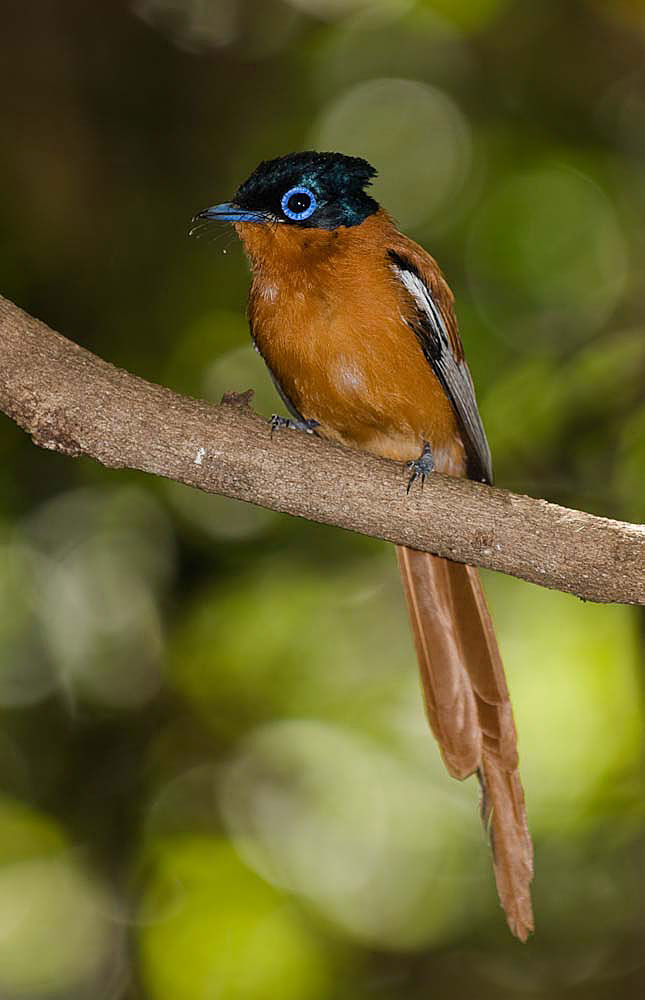 Birding Madagascar – Birds of Madagascar
