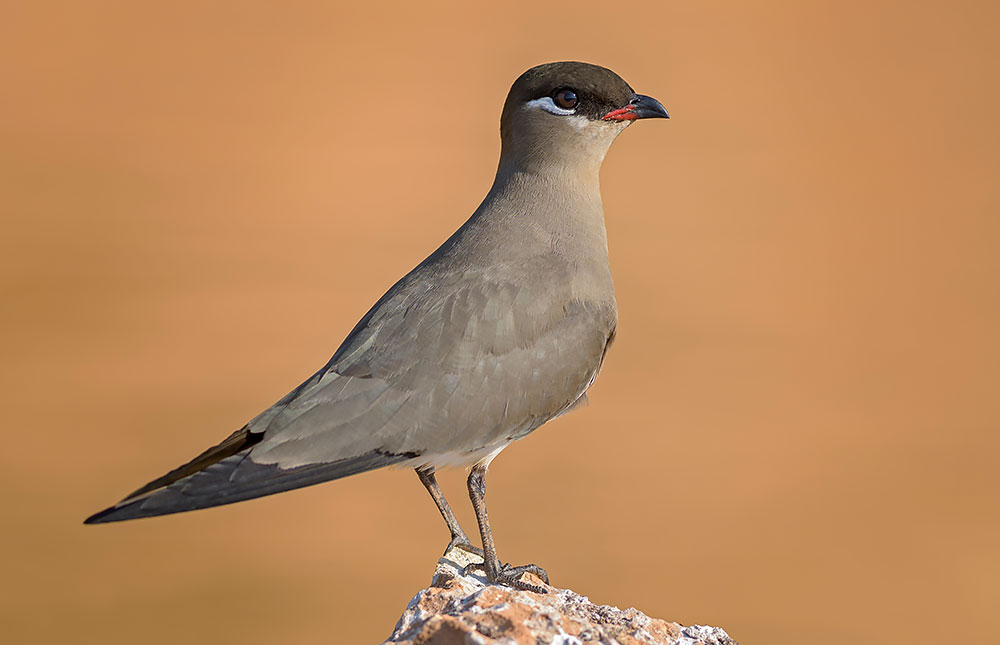 Birding Nosy Mangabe – Birds of Nosy Mangabe Special Reserve