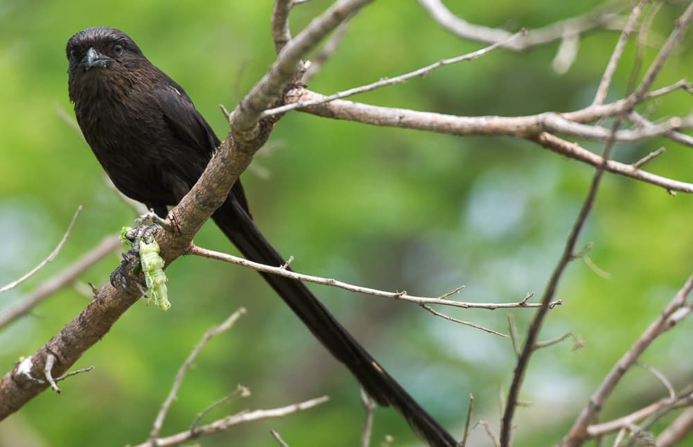 Birding Hwange – Birds of Hwange National Park