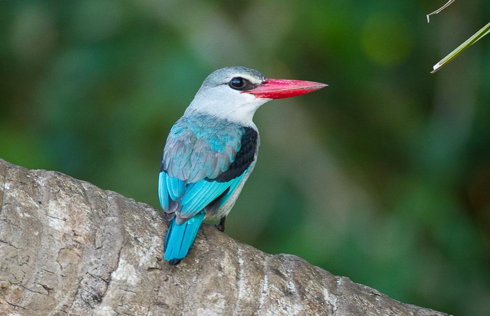 Birding Saadani – Birds of Saadani National Park