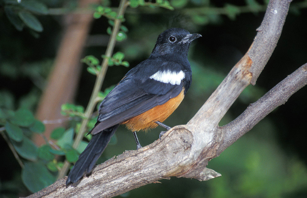 Birding South Africa – Birds of South Africa