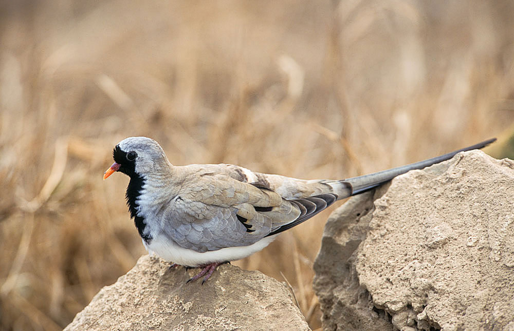 Birding Shamwari – Birds of Shamwari Private Game Reserve