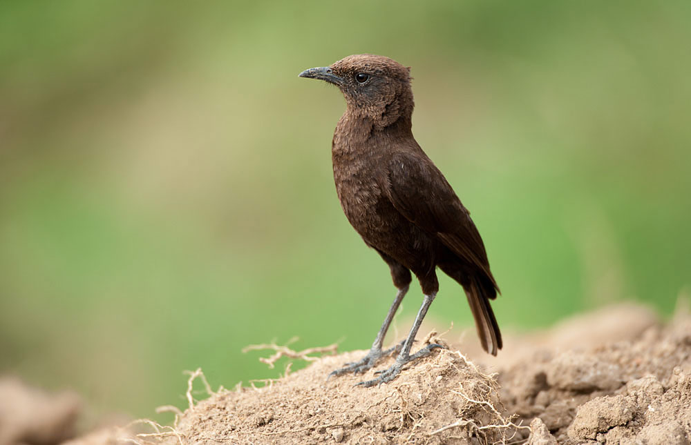 Birding Hell’s Gate – Birds of Hell’s Gate National Park