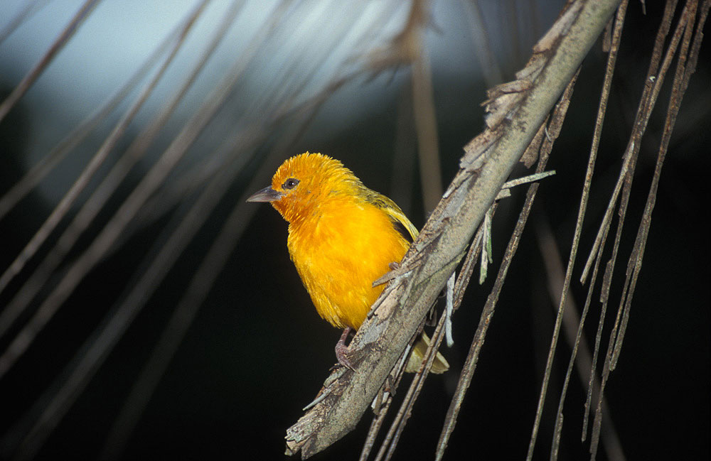 Birding Uganda – Birds of Uganda