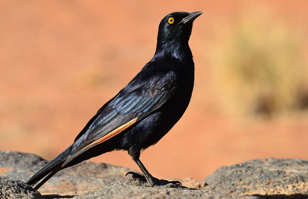 Birding Augrabies Falls – Birds of Augrabies Falls National Park