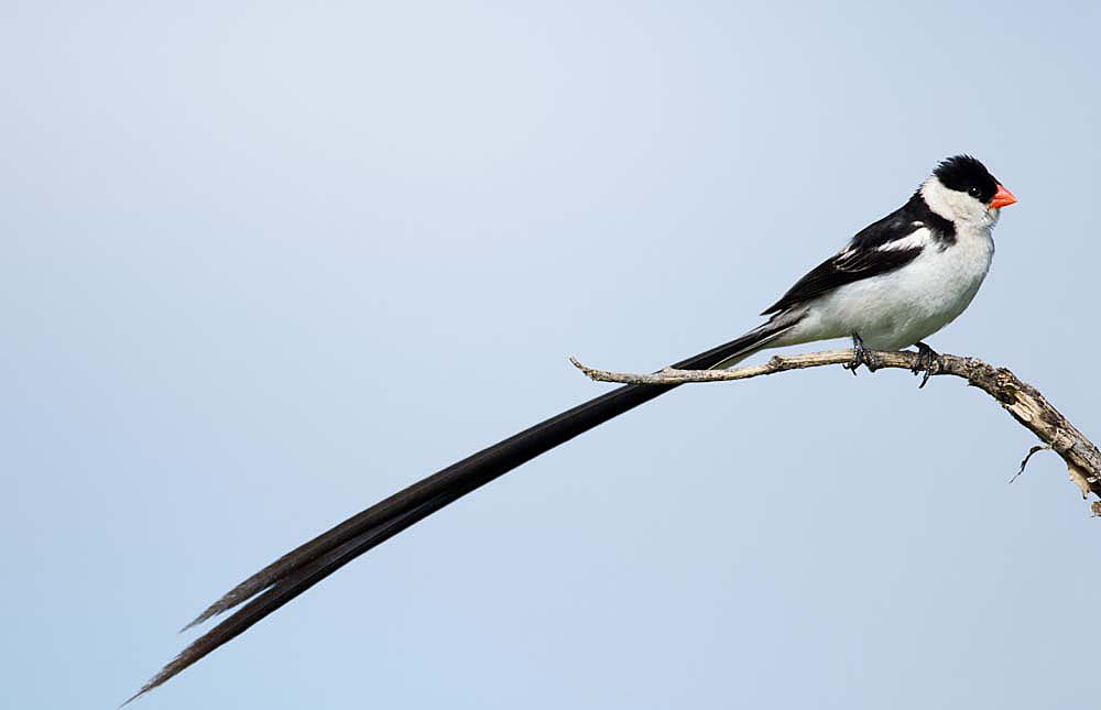 Birding Tembe Elephant Park – Birds of Tembe Elephant Park