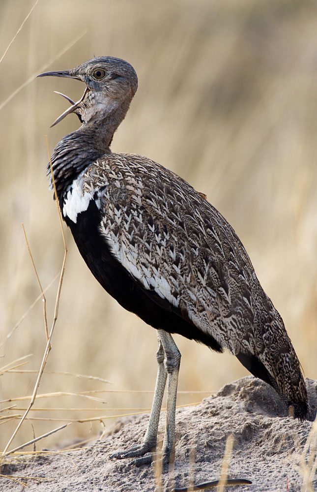 Birding Central Kalahari – Birds of Central Kalahari Game Reserve