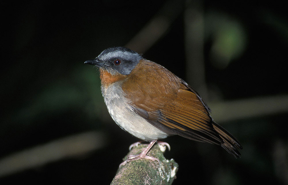 Birding Uganda – Birds of Uganda