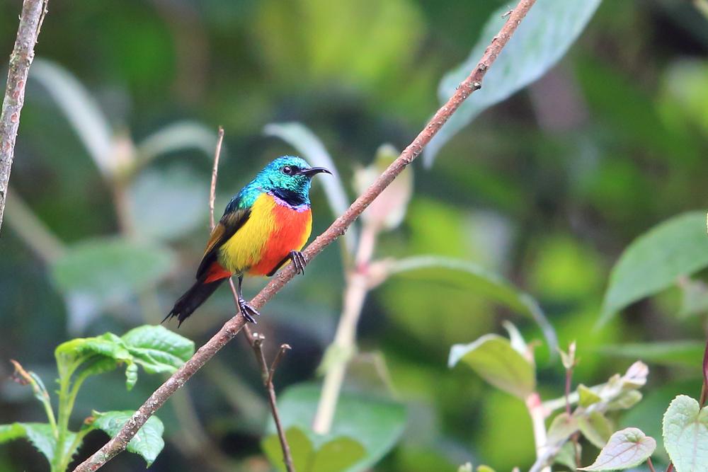 Birding Nyungwe – Birds of Nyungwe National Park