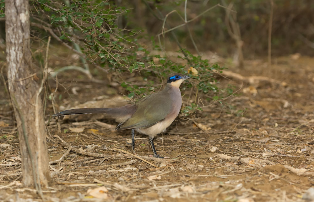 Birding Masoala – Birds of Masoala National Park