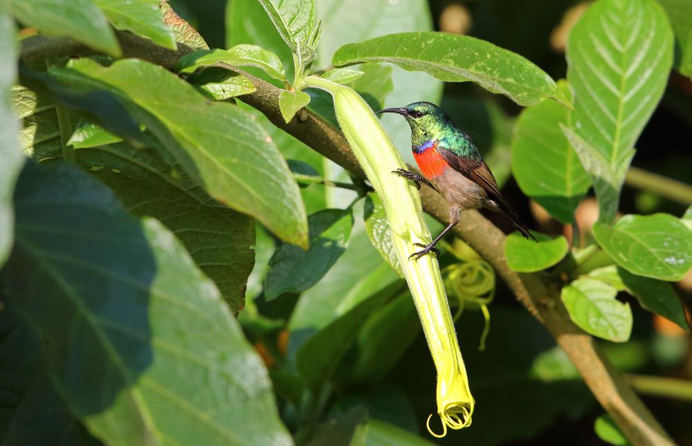 Birding Volcanoes NP – Birds of Volcanoes National Park