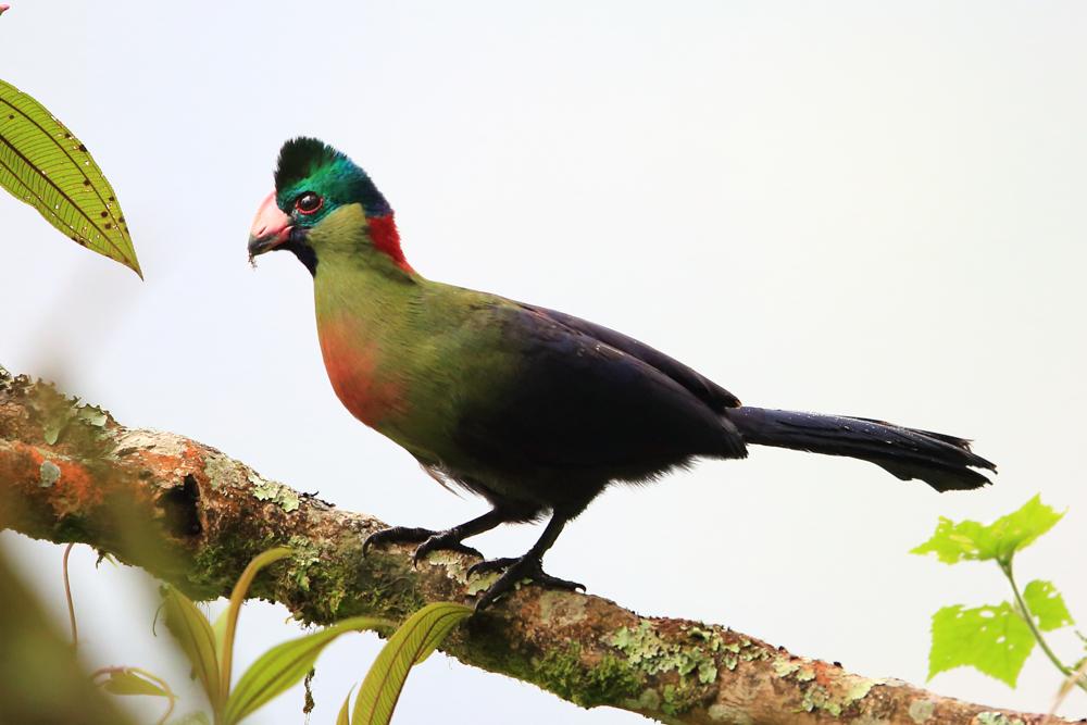 Birding Volcanoes NP – Birds of Volcanoes National Park