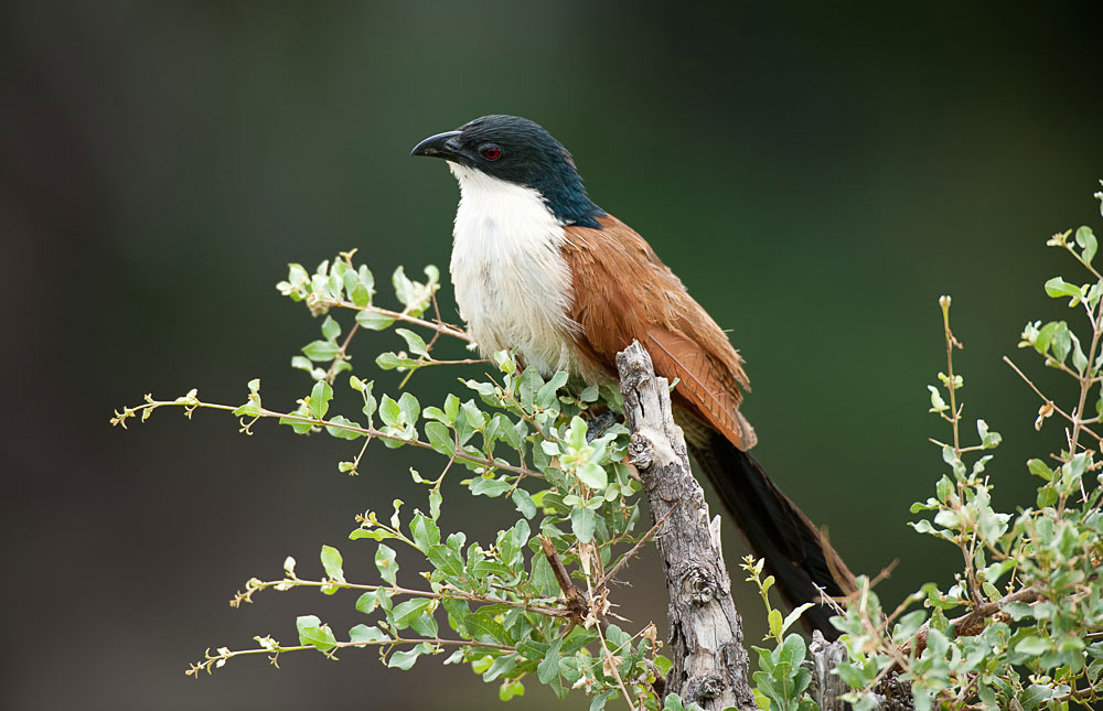 Birding Northern Tuli – Birds of Northern Tuli Game Reserve