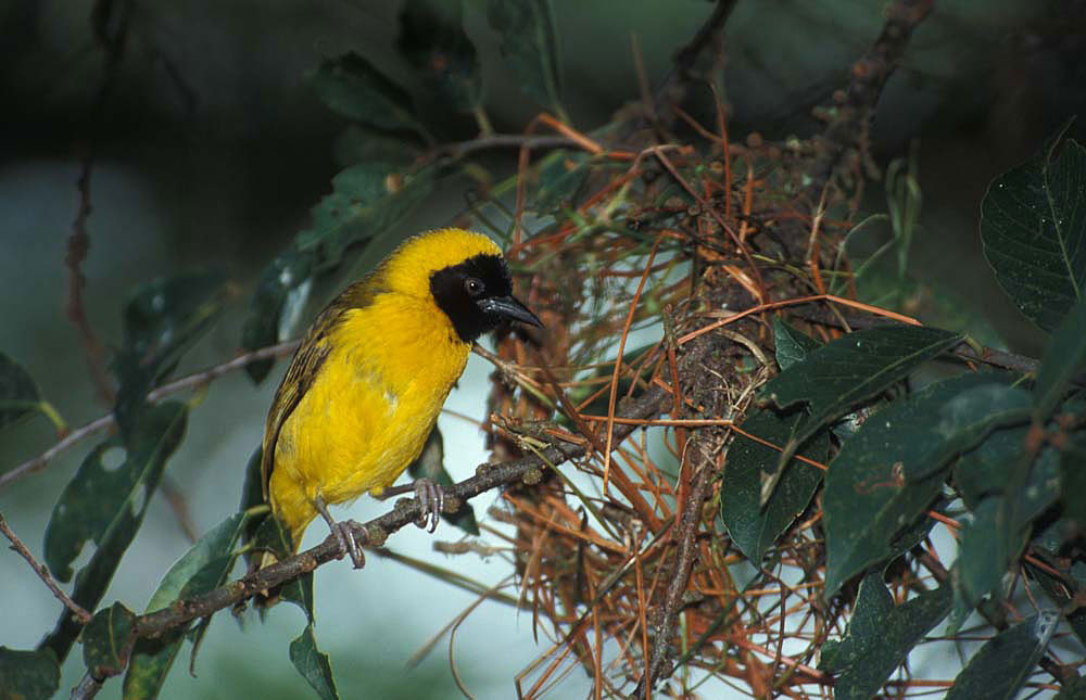 Birding Kibale – Birds of Kibale National Park