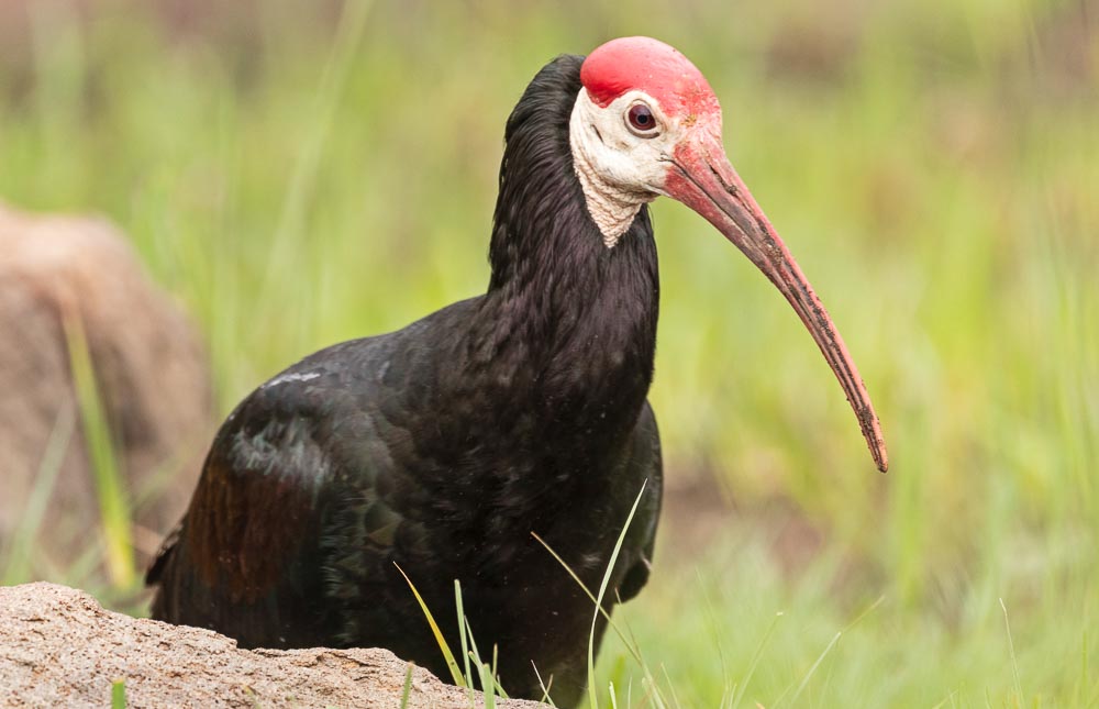 Birding Lesotho – Birds of Lesotho