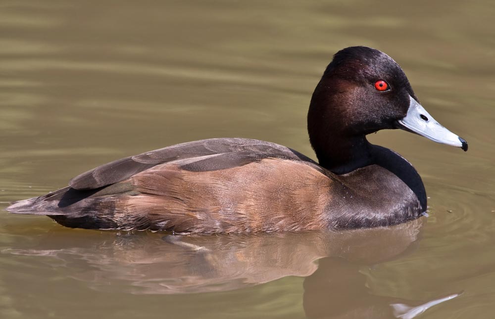 Birding Arusha NP – Birds of Arusha National Park