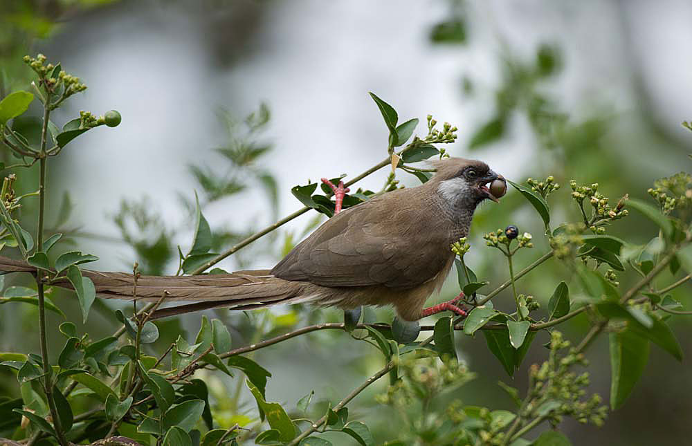 Birding Mgahinga Gorilla – Birds of Mgahinga Gorilla National Park