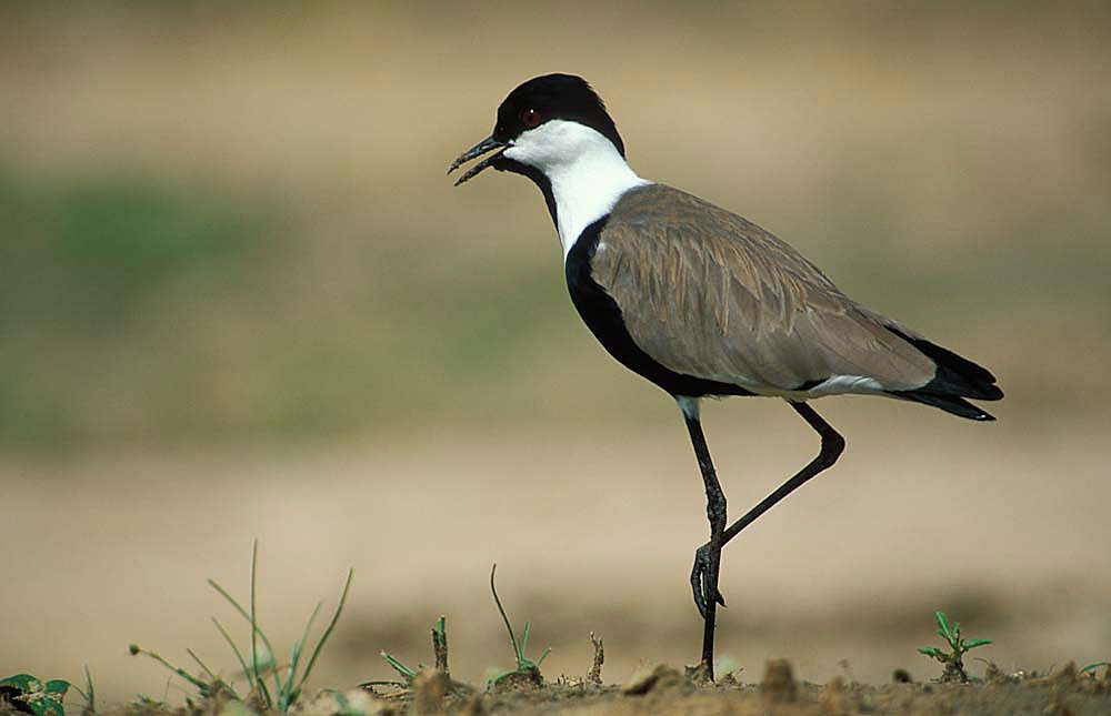Birding Nyerere (Selous) – Birds of Nyerere National Park