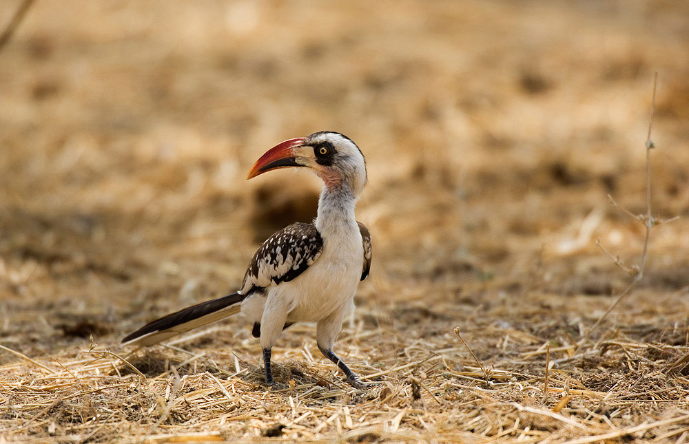 Birding Ruaha – Birds of Ruaha National Park