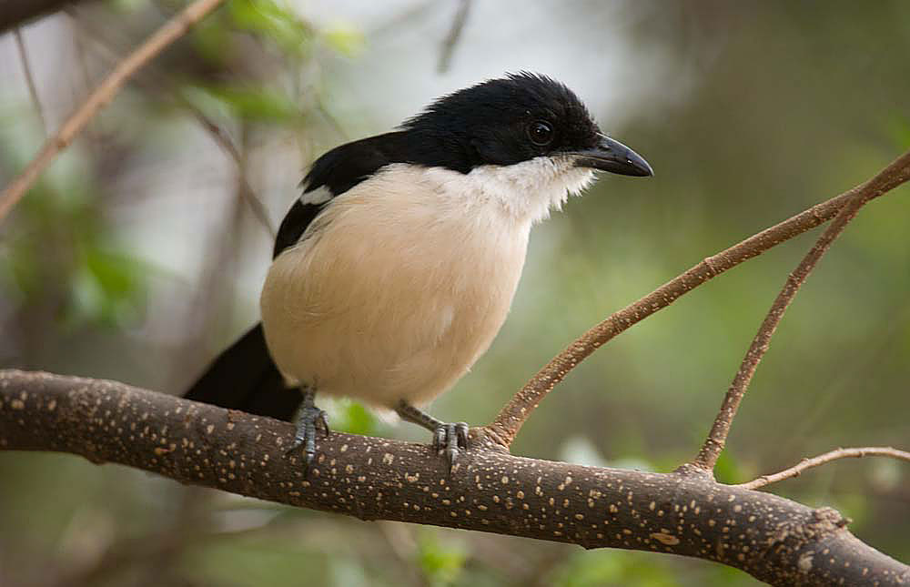 Birding Kibale – Birds of Kibale National Park