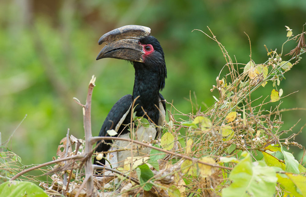 Birding Saadani – Birds of Saadani National Park