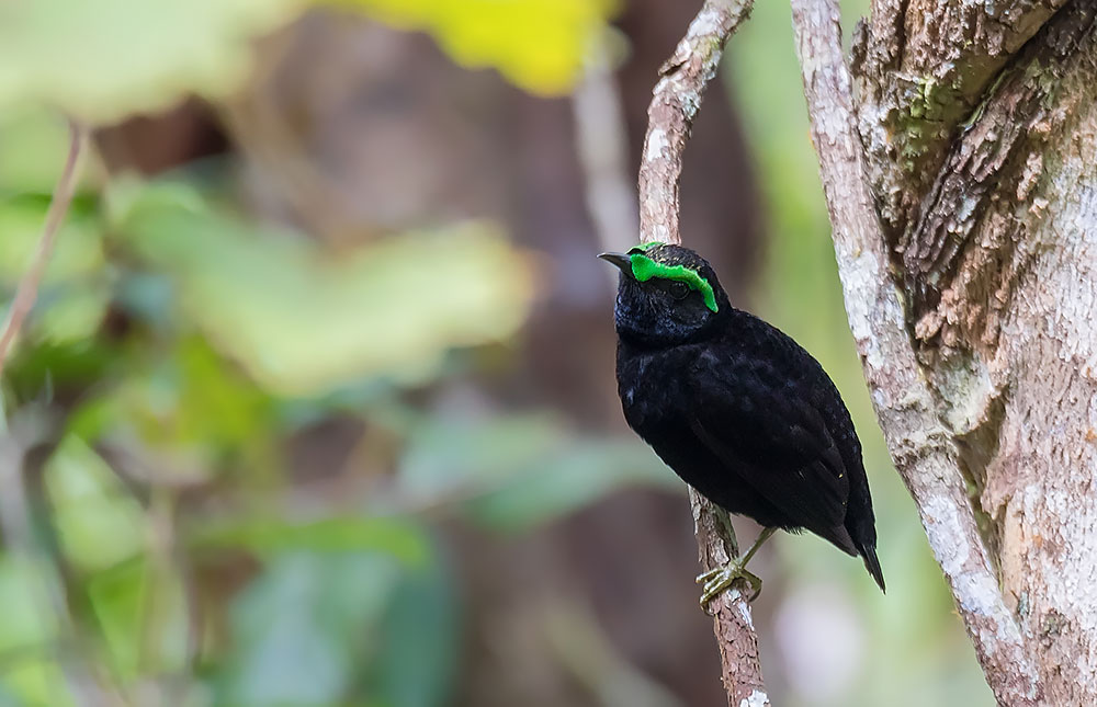 Birding Masoala – Birds of Masoala National Park