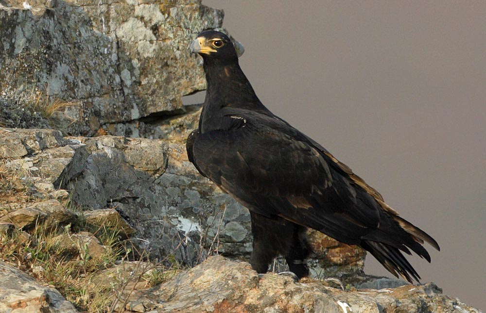 Birding Karoo – Birds of Karoo National Park