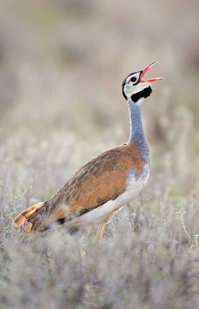 Birding Samburu – Birds of Samburu National Reserve