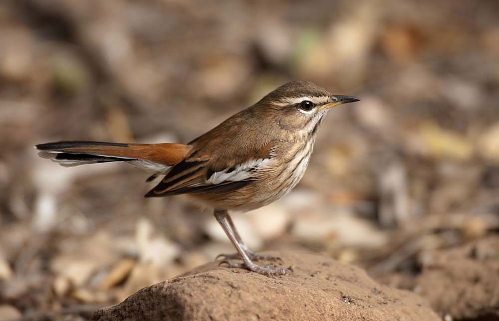 Birding Mashatu – Birds of Mashatu Game Reserve