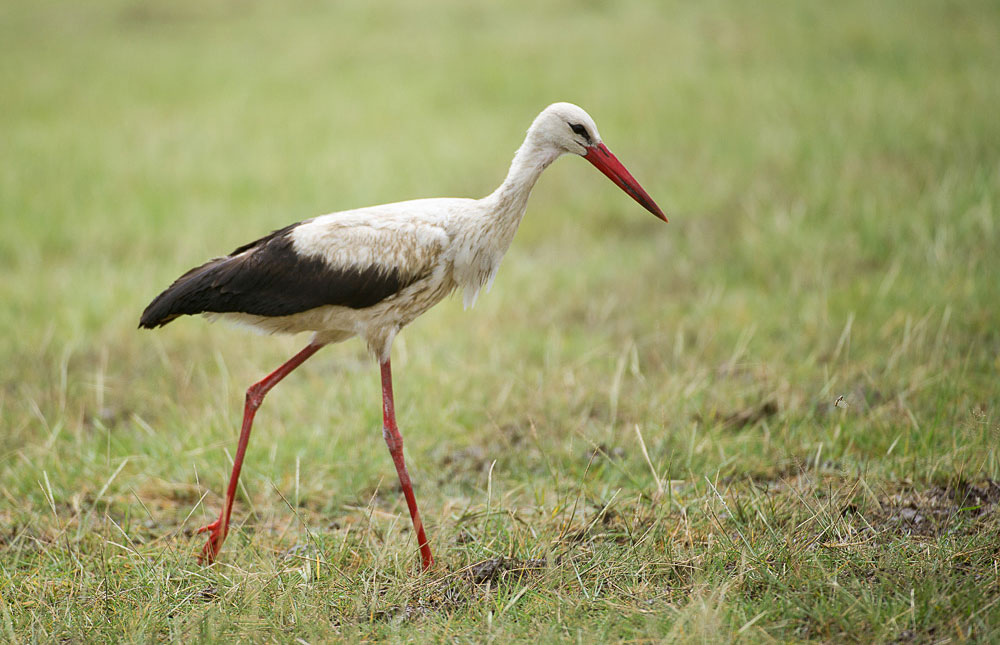 Birding Nxai Pan NP – Birds of Nxai Pan National Park
