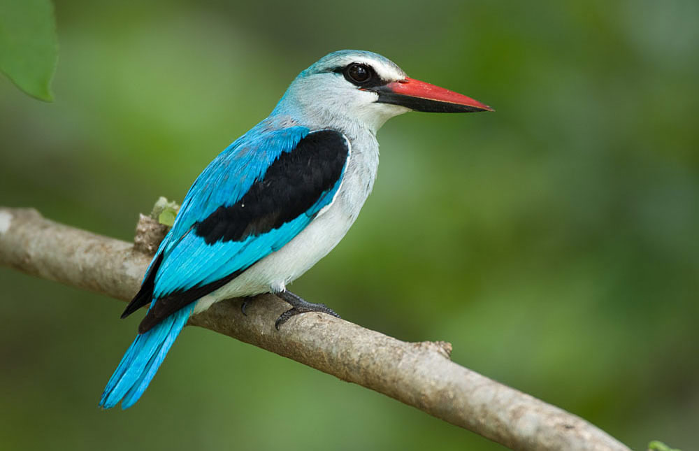 Birding Kruger NP – Birds of Kruger National Park