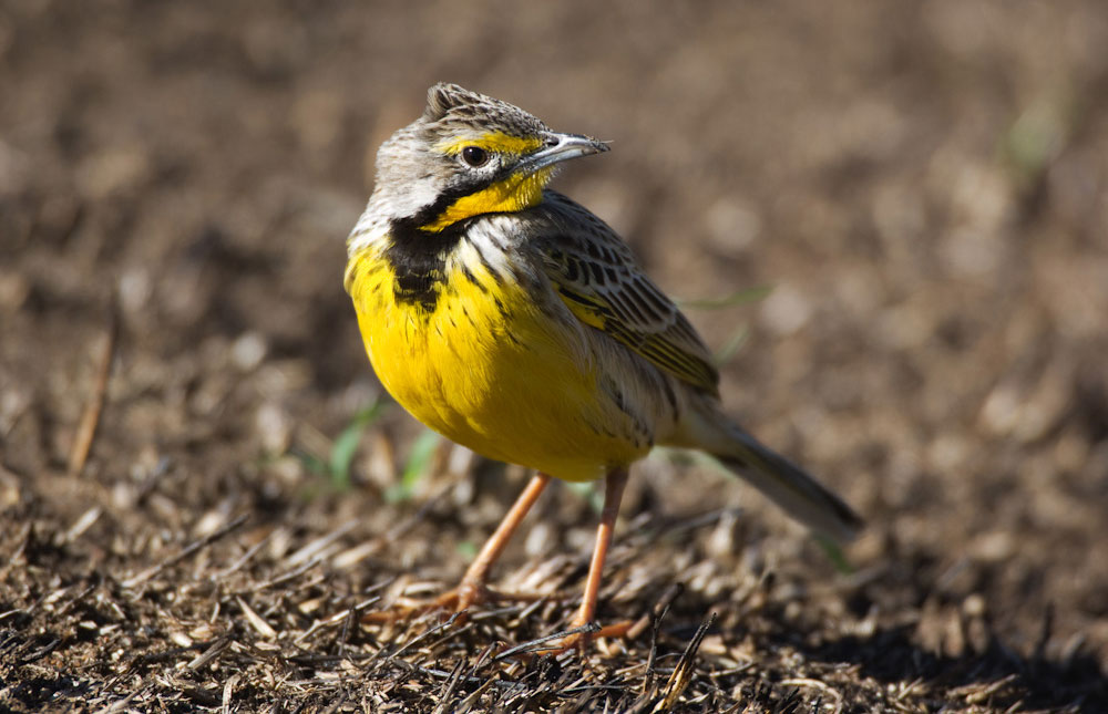 Birding Uganda – Birds of Uganda