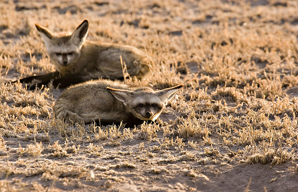 Central Kalahari Game Reserve – Travel Guide, Map & More!