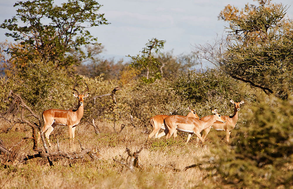 Central Kalahari GR Photos – Images & Pictures