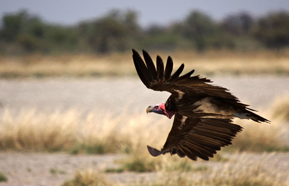 Khutse GR Photos – Images & Pictures