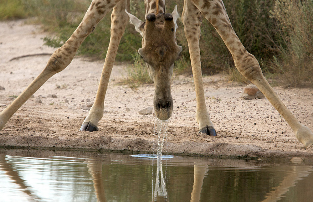 Khutse Game Reserve – Travel Guide, Map & More!